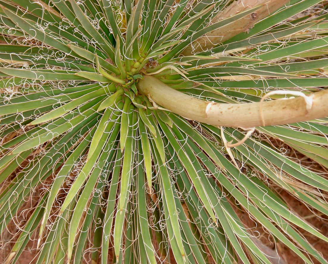 Plant Species of the South Kaibab Trail: soaptree yucca, Yucca elata