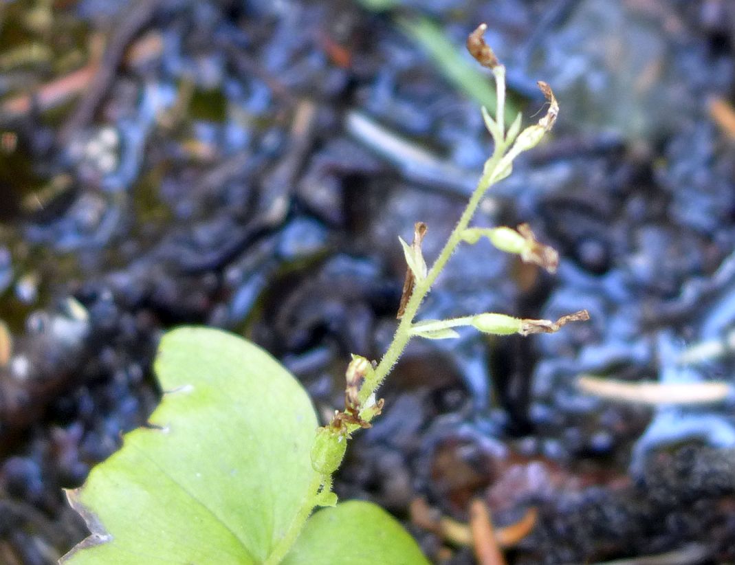 Orchid Species of San Jacinto Mountain