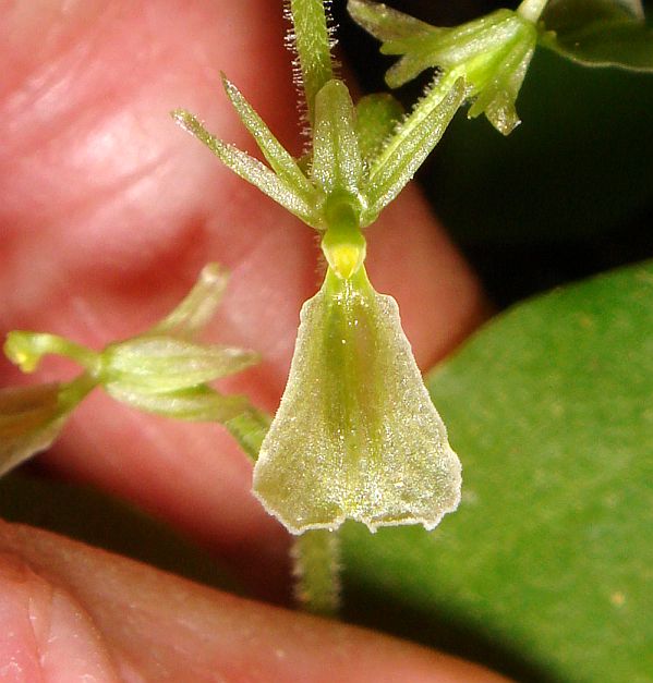 Orchid Species of San Jacinto Mountain